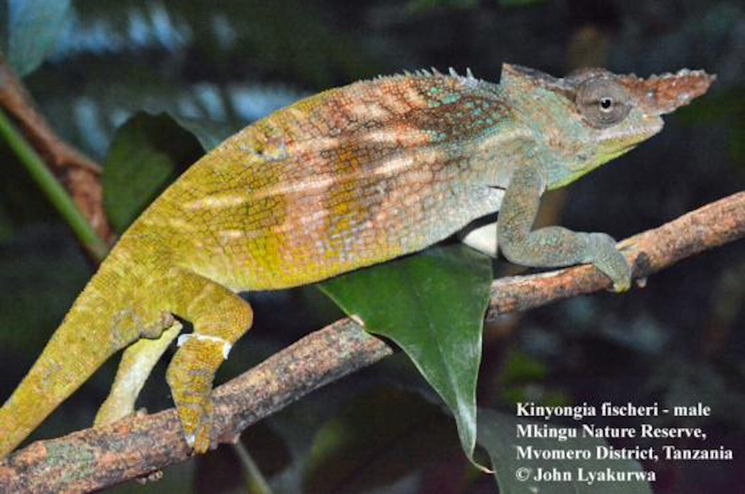 カメレオンの生態と特徴を解説!!カメレオンってそもそも何者？【解説】｜【カメレオンの飼い方】かーくんちゃんねる on Blog